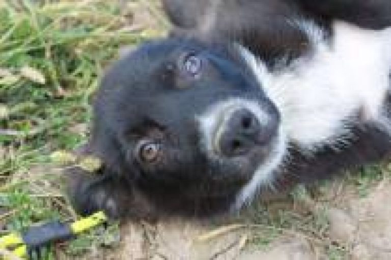 Poppy - Tierfreunde Hund und Leben e.V.